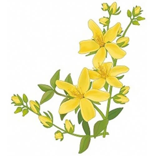 IPERICO (Hypericum perforatum) – NaturaDiretta